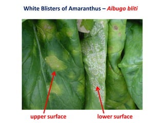 Lecture 16 Albugo candida.pptx