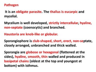 Lecture 16 Albugo candida.pptx