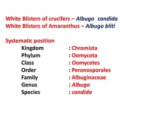 Lecture 16 Albugo candida.pptx