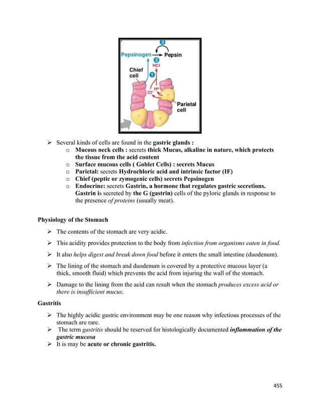 Lecture 16 esophagus and stomach disorders - Pathology | PDF