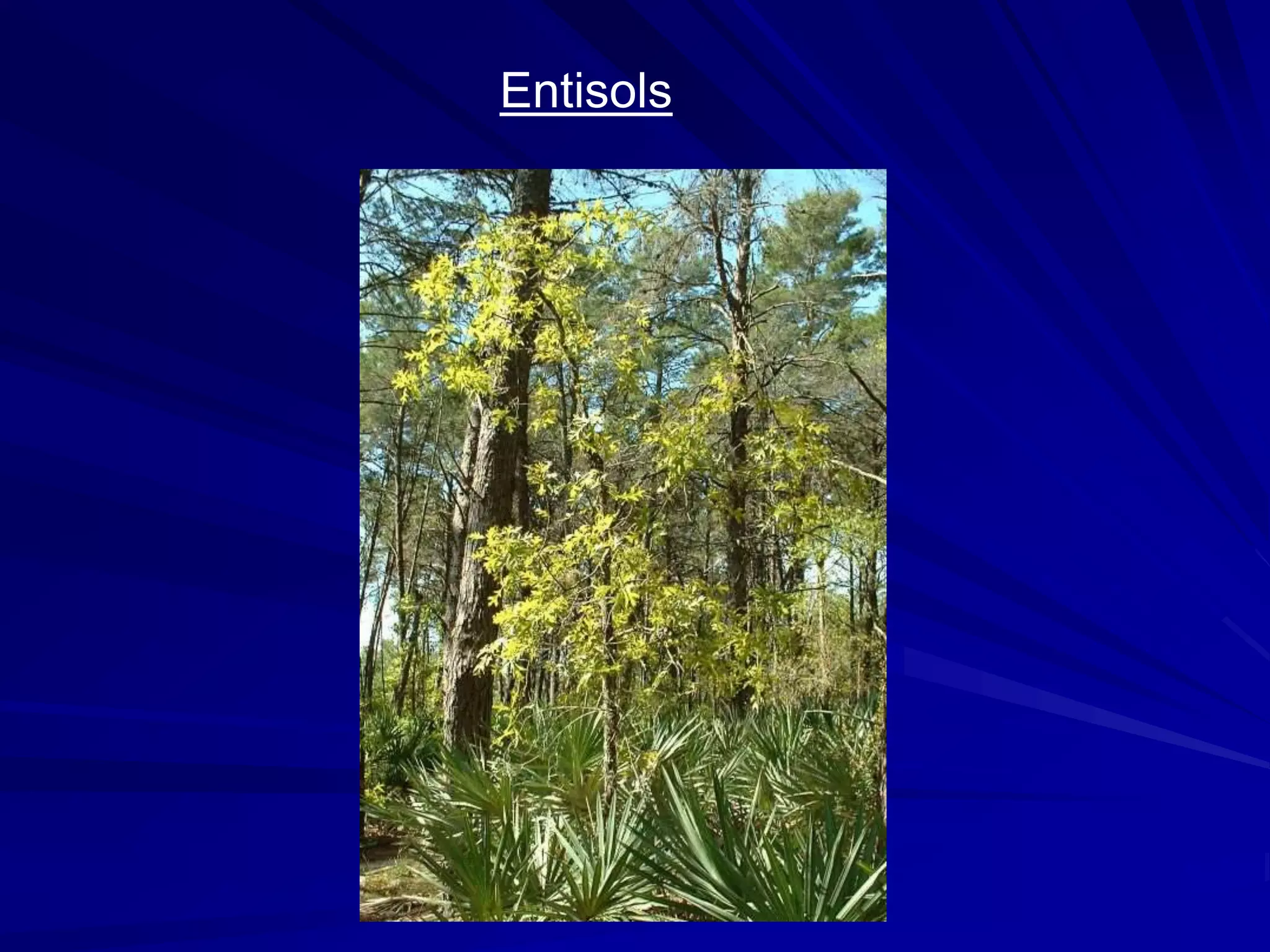 Lecture 16 Morphology and Orders.ppt