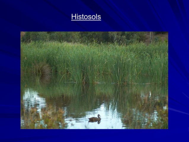 Lecture 16 Morphology and Orders.ppt