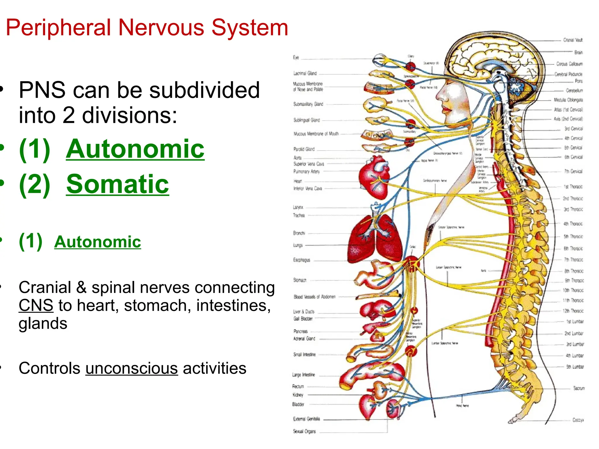 nervous system whole explaination inside it | PPT