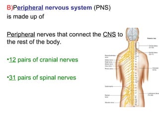 nervous system whole explaination inside it | PPT