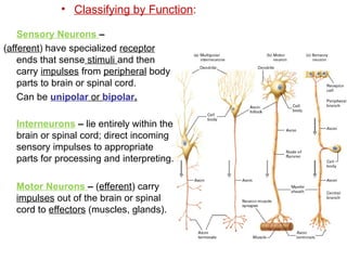 CNS nervous system is composed of the brain dan spinal cord.ppt