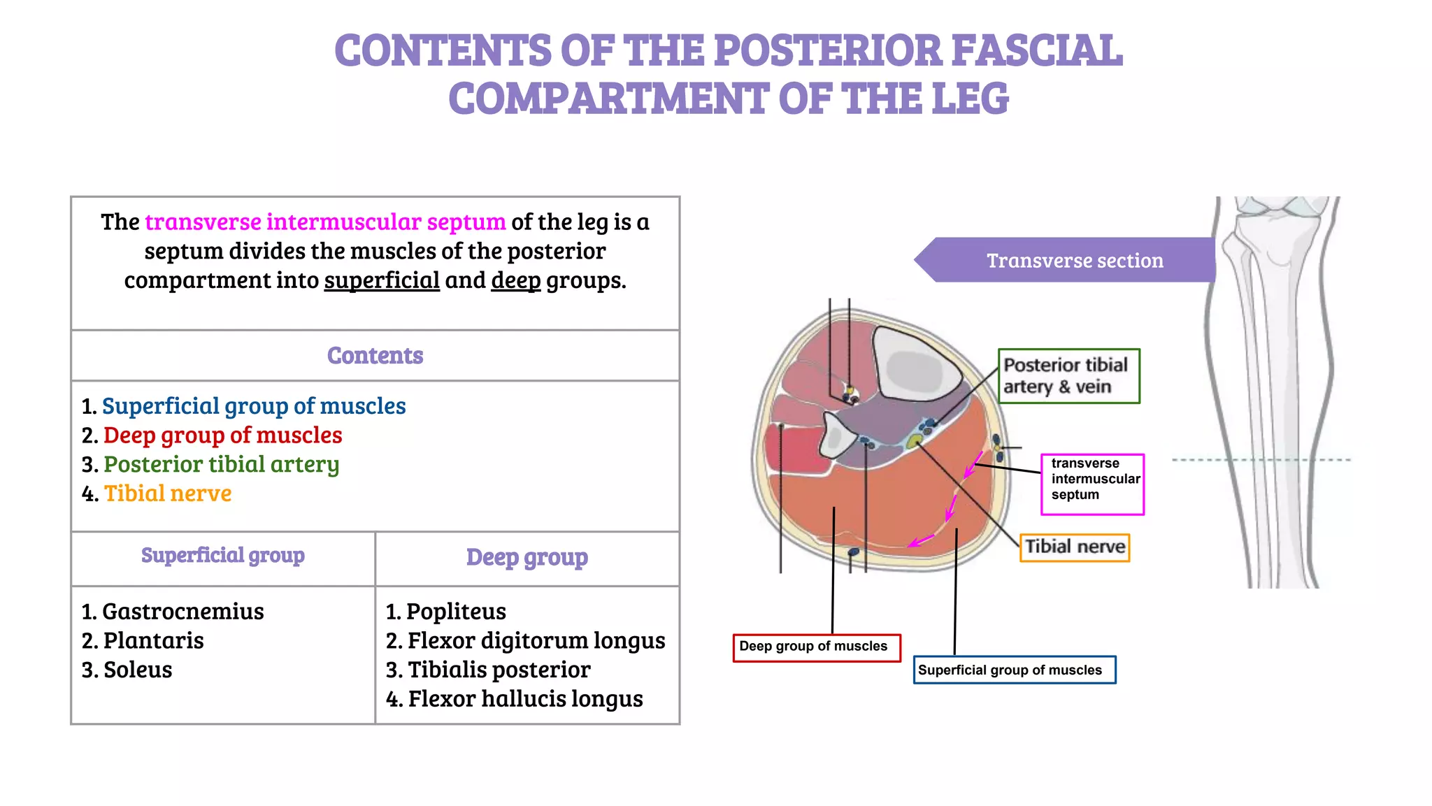 Lecture (16) Popliteal fossa.pdf