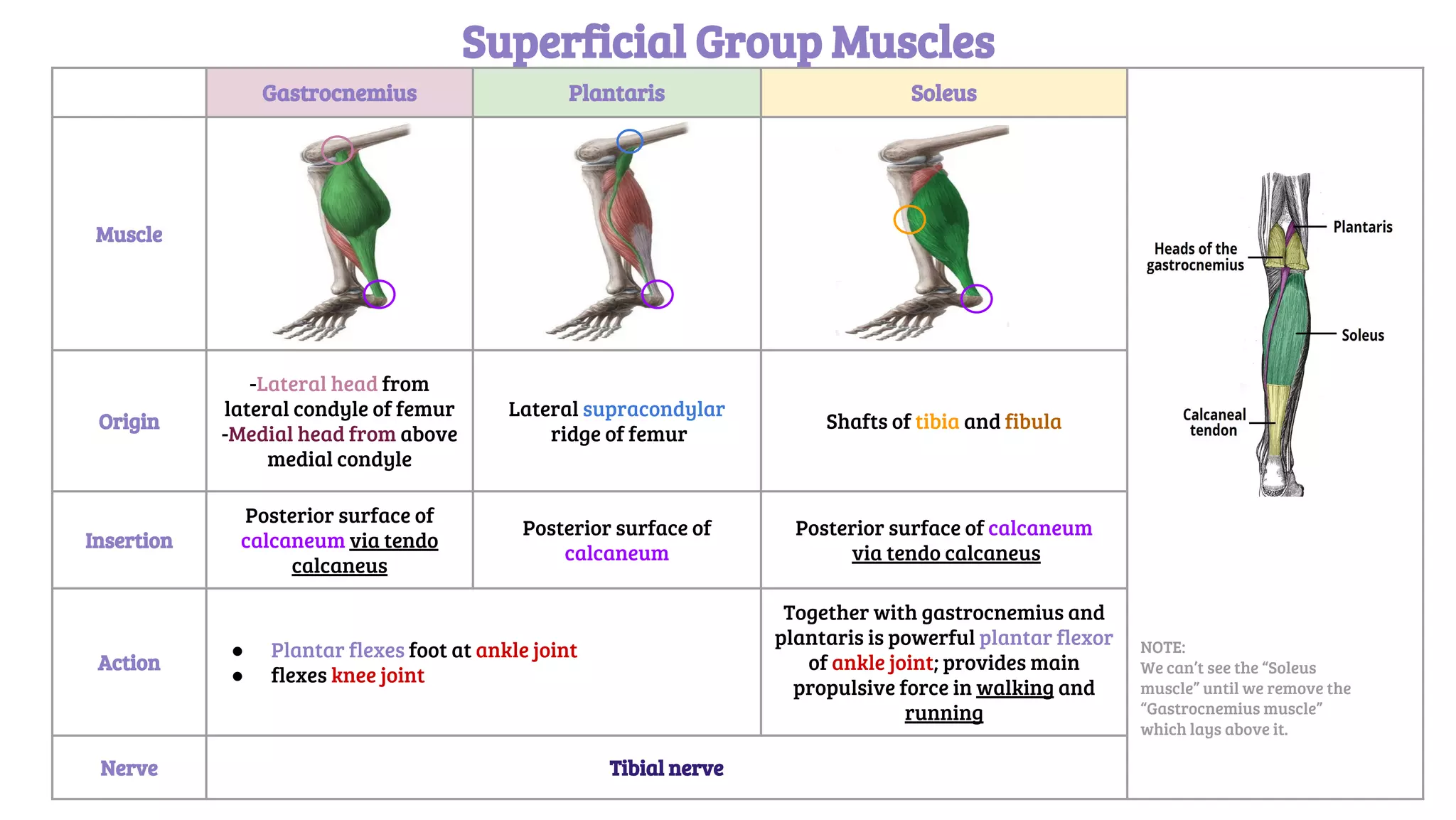 Lecture (16) Popliteal fossa.pdf