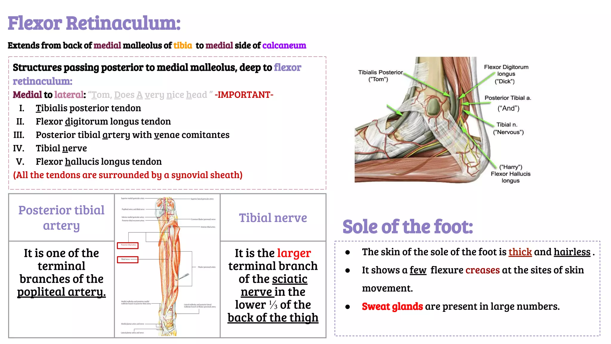 Lecture (16) Popliteal fossa.pdf