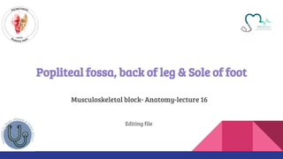 Lecture (16) Popliteal fossa.pdf