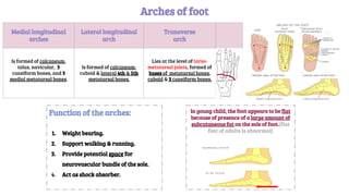 Lecture (16) Popliteal fossa.pdf