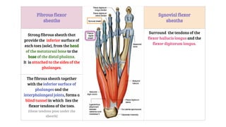 Lecture (16) Popliteal fossa.pdf