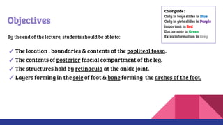 Lecture (16) Popliteal fossa.pdf