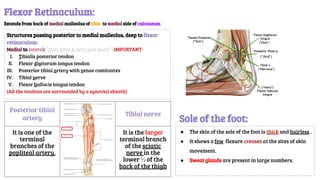 Lecture (16) Popliteal fossa.pdf