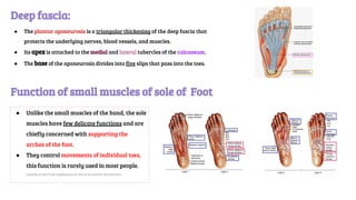 Lecture (16) Popliteal fossa.pdf
