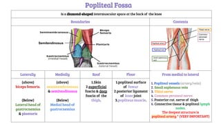 Lecture (16) Popliteal fossa.pdf