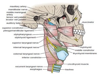 anatomy of the muscle of the tongue. pptx | PPT