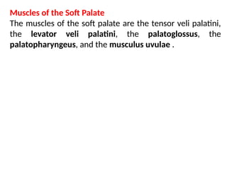 anatomy of the muscle of the tongue. pptx | PPT