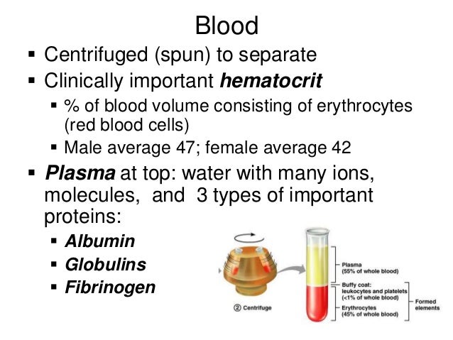 Lecture 17 hematology