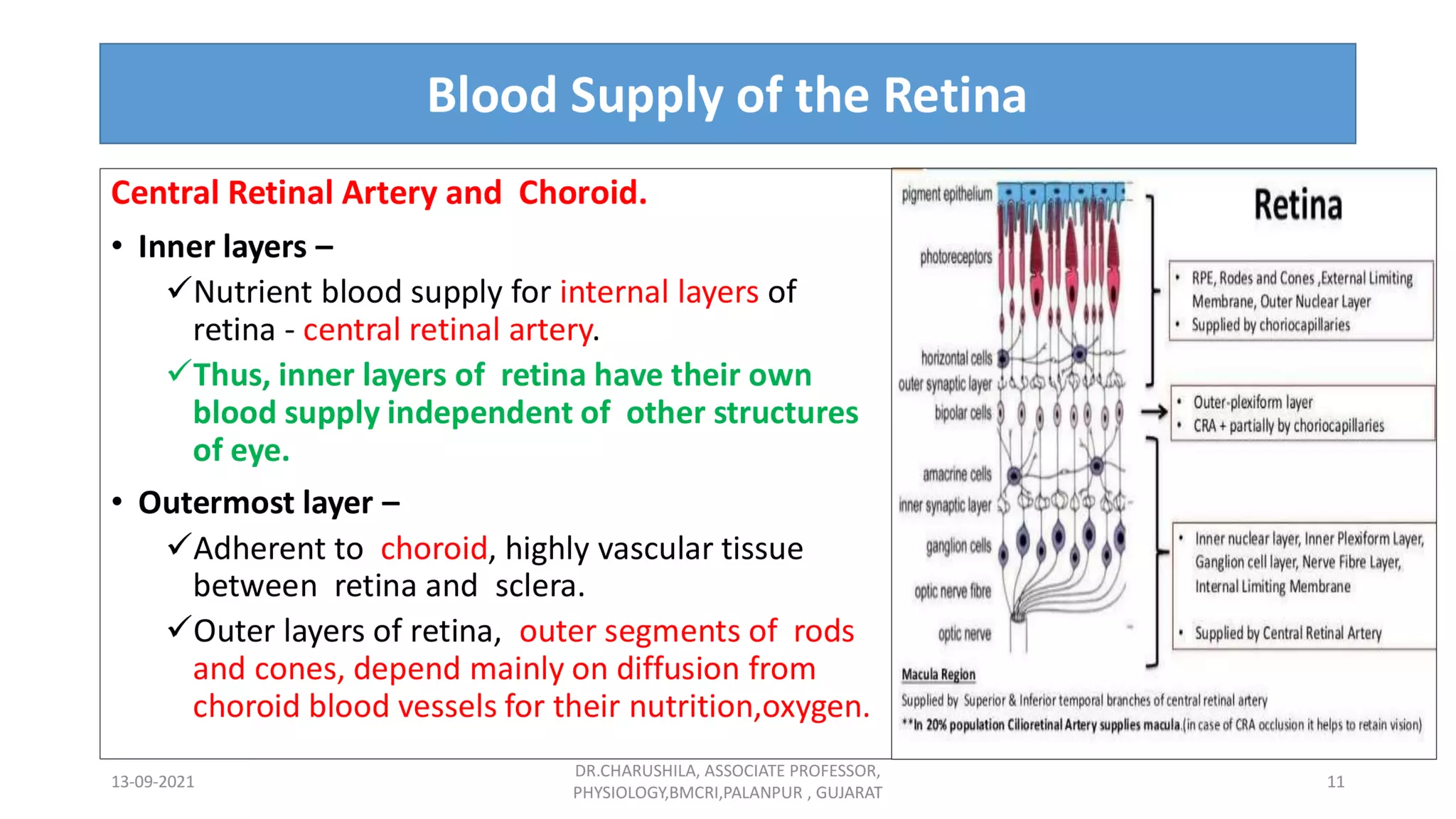 Lecture 2/2022 Special senses -Vision 2 -Physiology of vision – Retina ...
