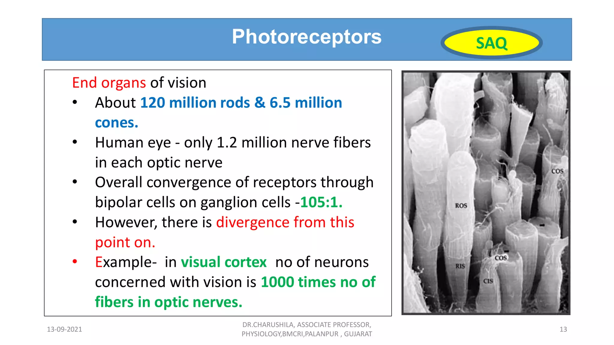 Lecture 2/2022 Special senses -Vision 2 -Physiology of vision – Retina ...