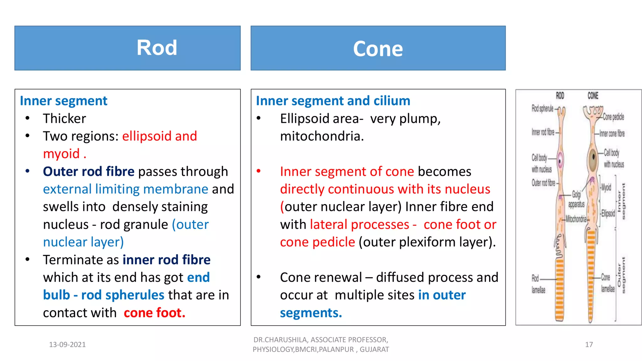 Lecture 2/2022 Special senses -Vision 2 -Physiology of vision – Retina ...