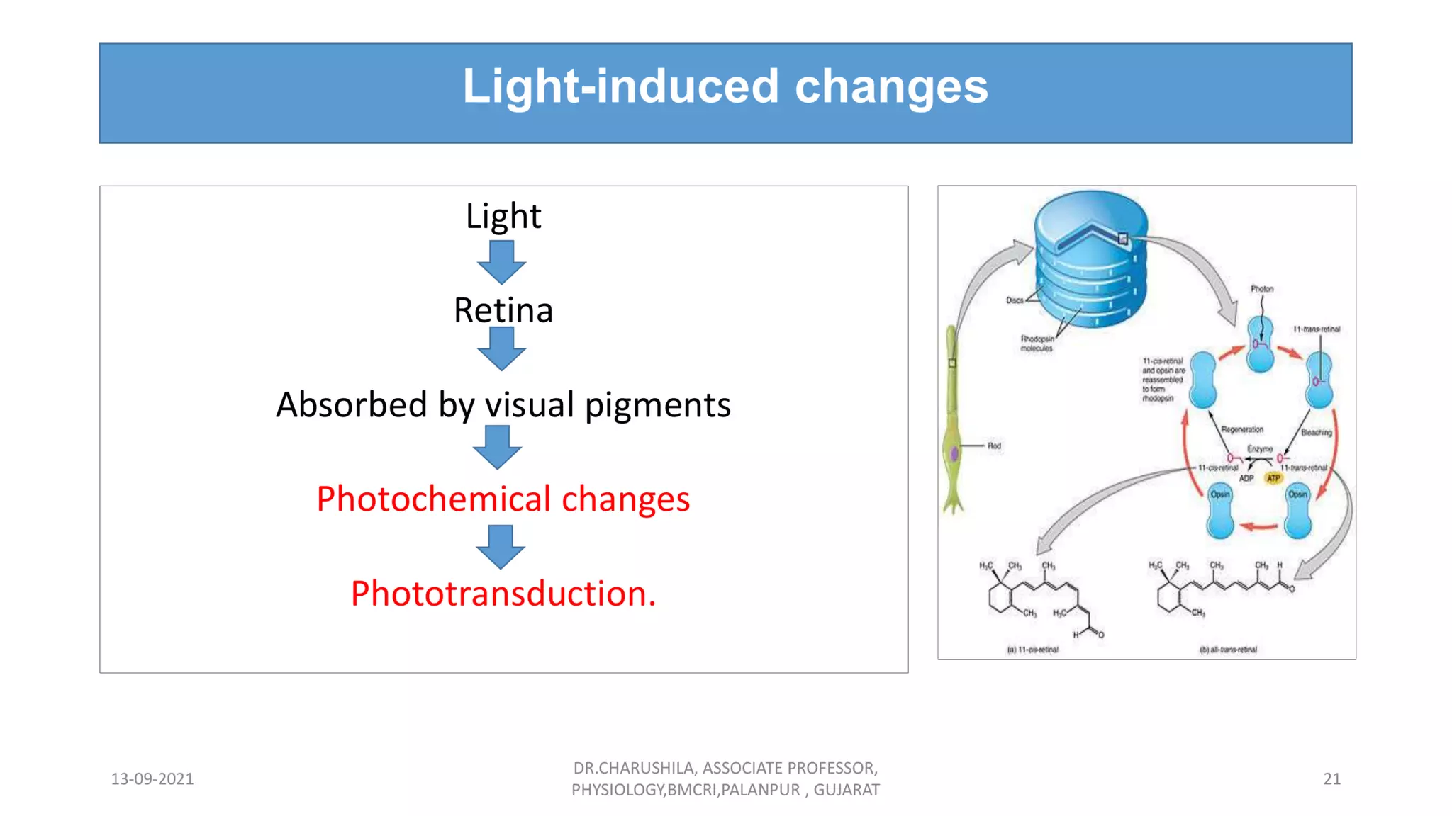 Lecture 2/2022 Special senses -Vision 2 -Physiology of vision – Retina ...