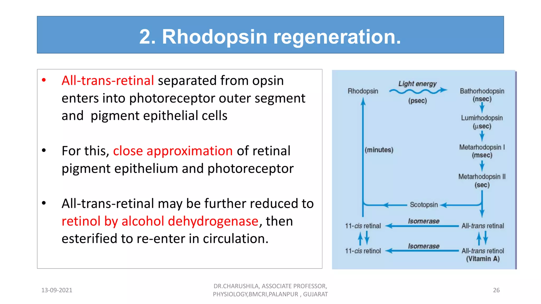 Lecture 2/2022 Special senses -Vision 2 -Physiology of vision – Retina ...