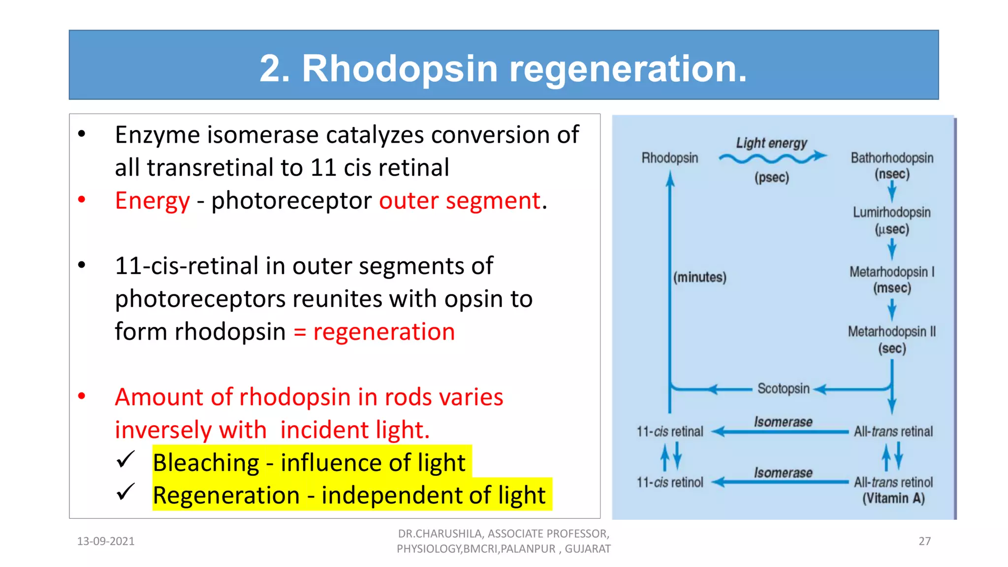 Lecture 2/2022 Special senses -Vision 2 -Physiology of vision – Retina ...