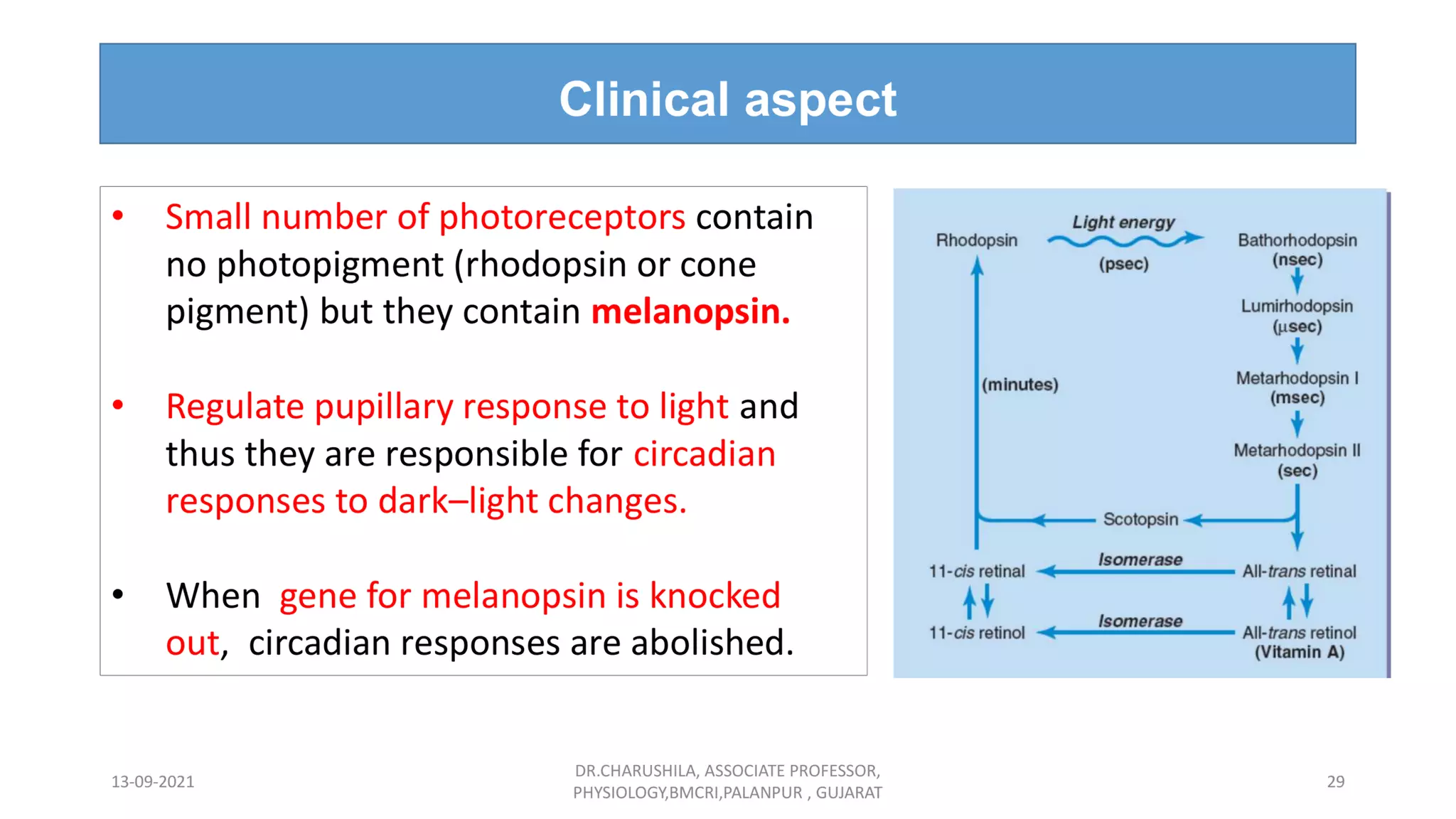 Lecture 2/2022 Special senses -Vision 2 -Physiology of vision – Retina ...