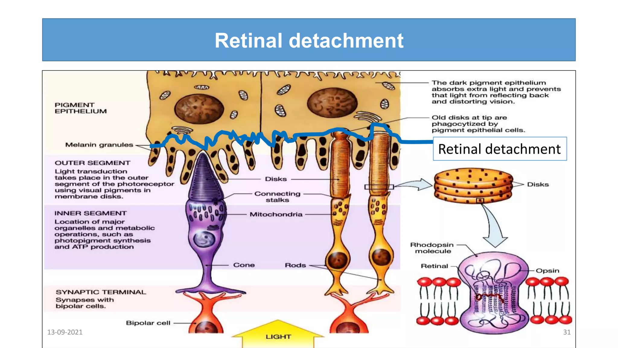 Lecture 2/2022 Special senses -Vision 2 -Physiology of vision – Retina ...