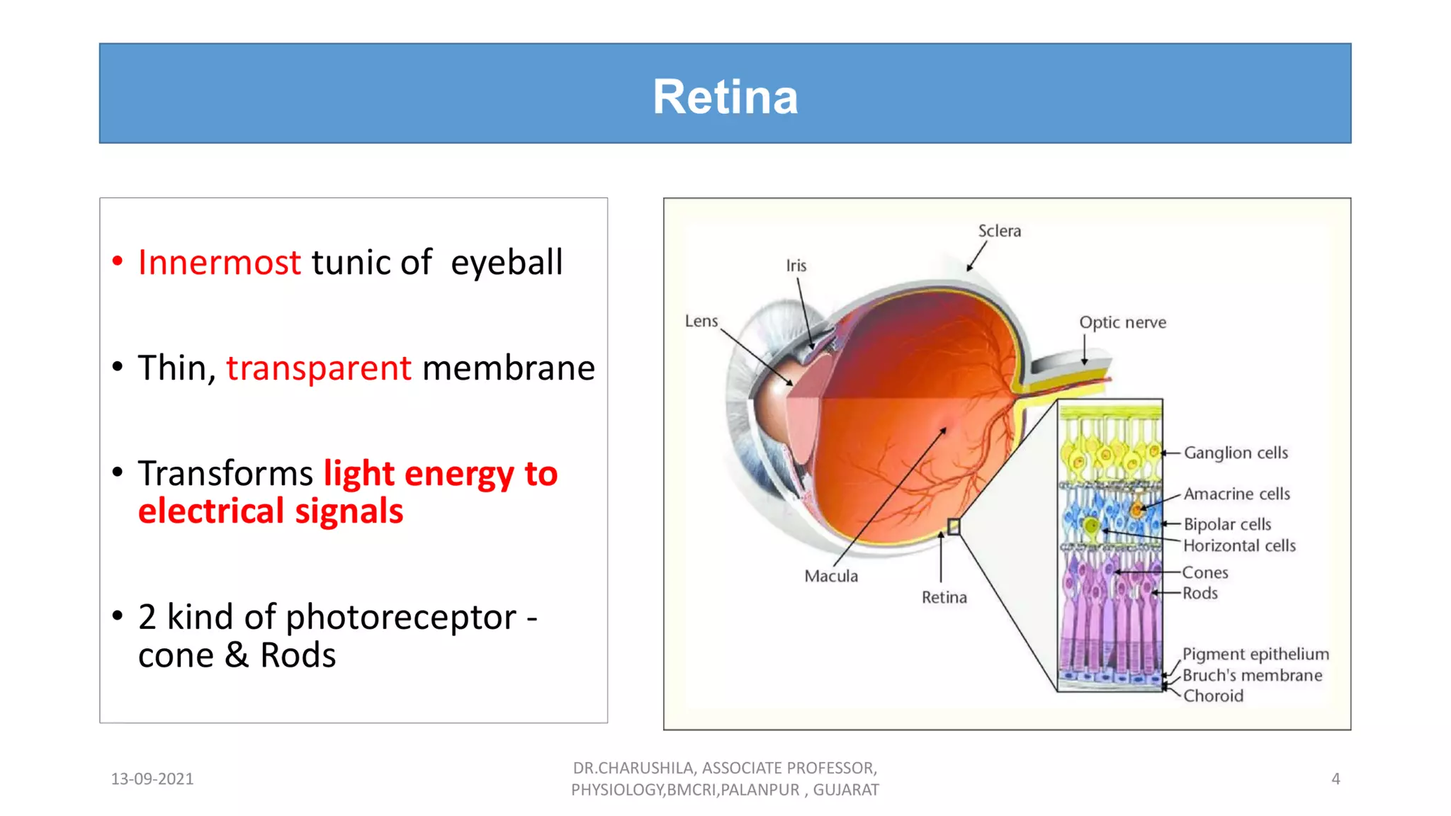 Lecture 2/2022 Special senses -Vision 2 -Physiology of vision – Retina ...