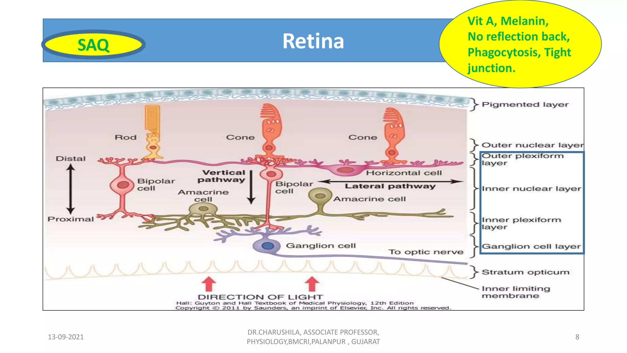 Lecture 2/2022 Special senses -Vision 2 -Physiology of vision – Retina ...