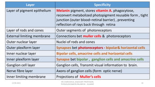Lecture 2/2022 Special senses -Vision 2 -Physiology of vision – Retina ...