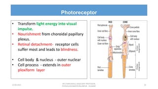 Lecture 2/2022 Special senses -Vision 2 -Physiology of vision – Retina ...