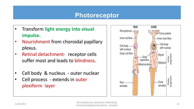Lecture 2/2022 Special senses -Vision 2 -Physiology of vision – Retina ...