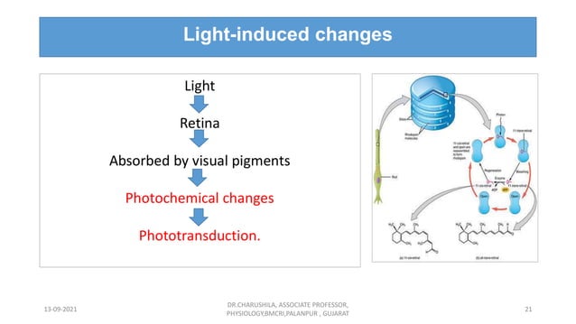 Lecture 2/2022 Special senses -Vision 2 -Physiology of vision – Retina ...