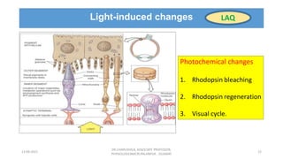Lecture 2/2022 Special senses -Vision 2 -Physiology of vision – Retina ...