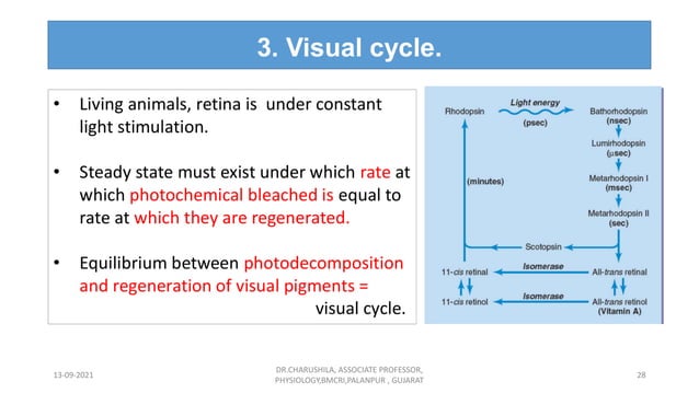 Lecture 2/2022 Special senses -Vision 2 -Physiology of vision – Retina ...