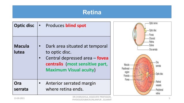 Lecture 2/2022 Special senses -Vision 2 -Physiology of vision – Retina ...