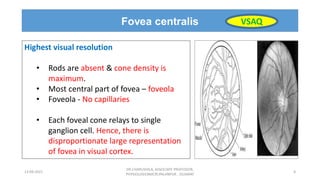 Lecture 2/2022 Special senses -Vision 2 -Physiology of vision – Retina ...
