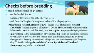 Lecture 17 Canine infertility | PDF