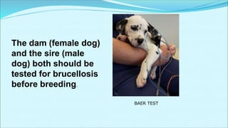 Lecture 17 Canine infertility | PDF