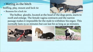Lecture 17 Canine infertility | PDF