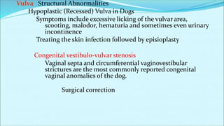Lecture 17 Canine infertility | PDF