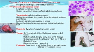 Lecture 17 Canine infertility | PDF