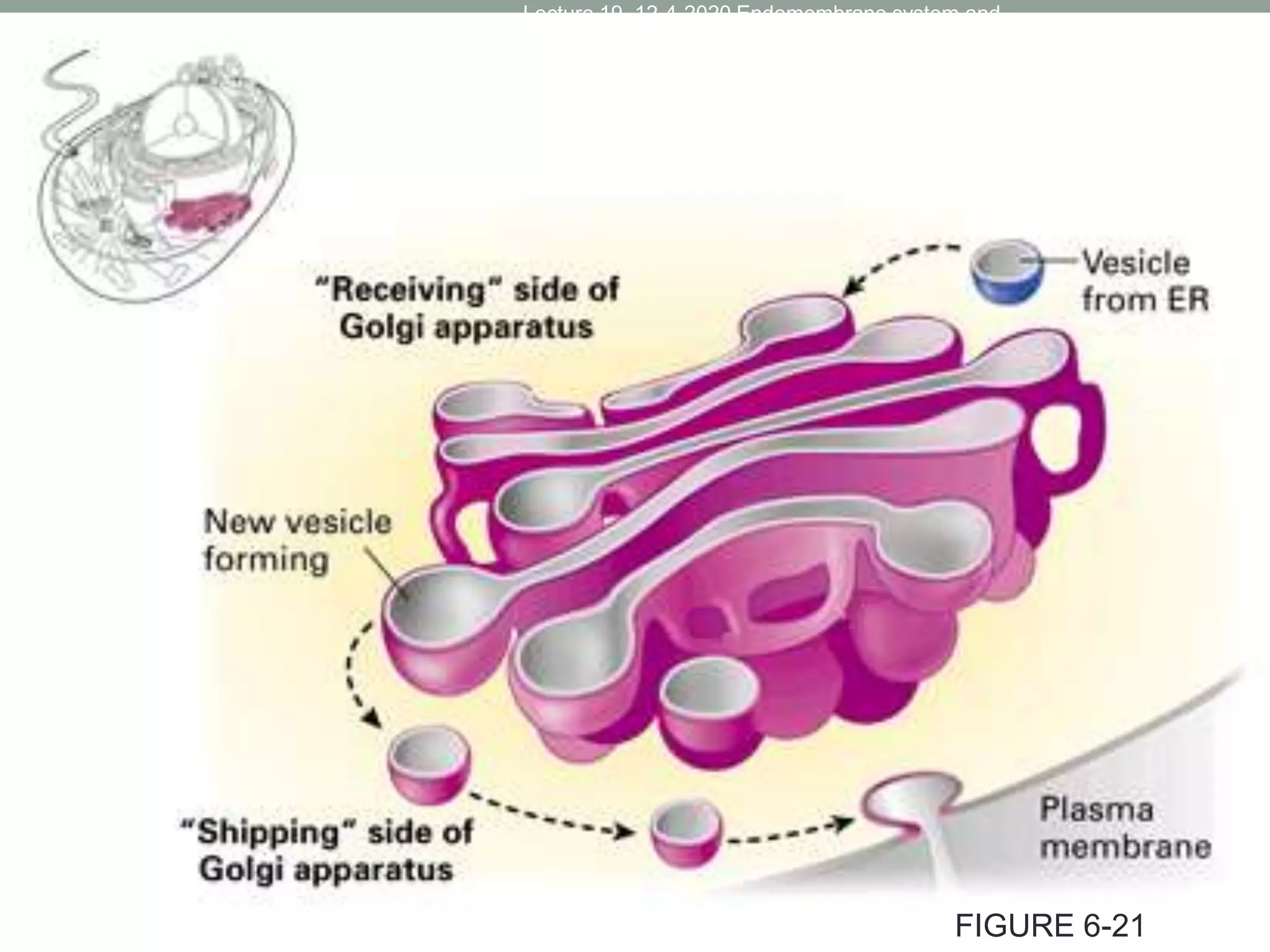 Lecture 17 Endomembrane System.pptx