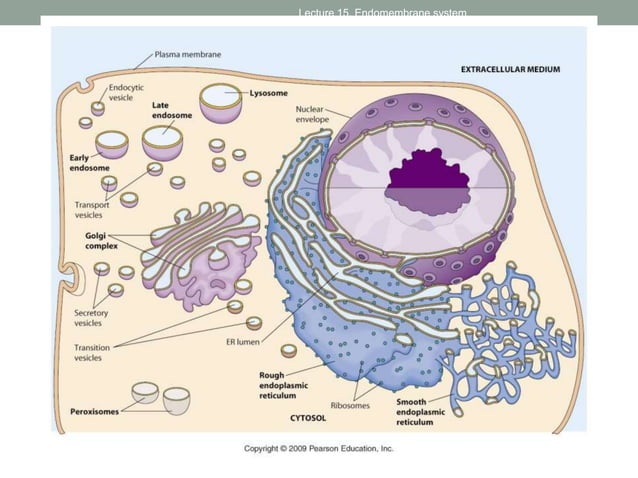 Lecture 17 Endomembrane System.pptx