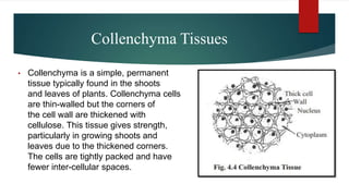 plant anatomy lecture.pptx