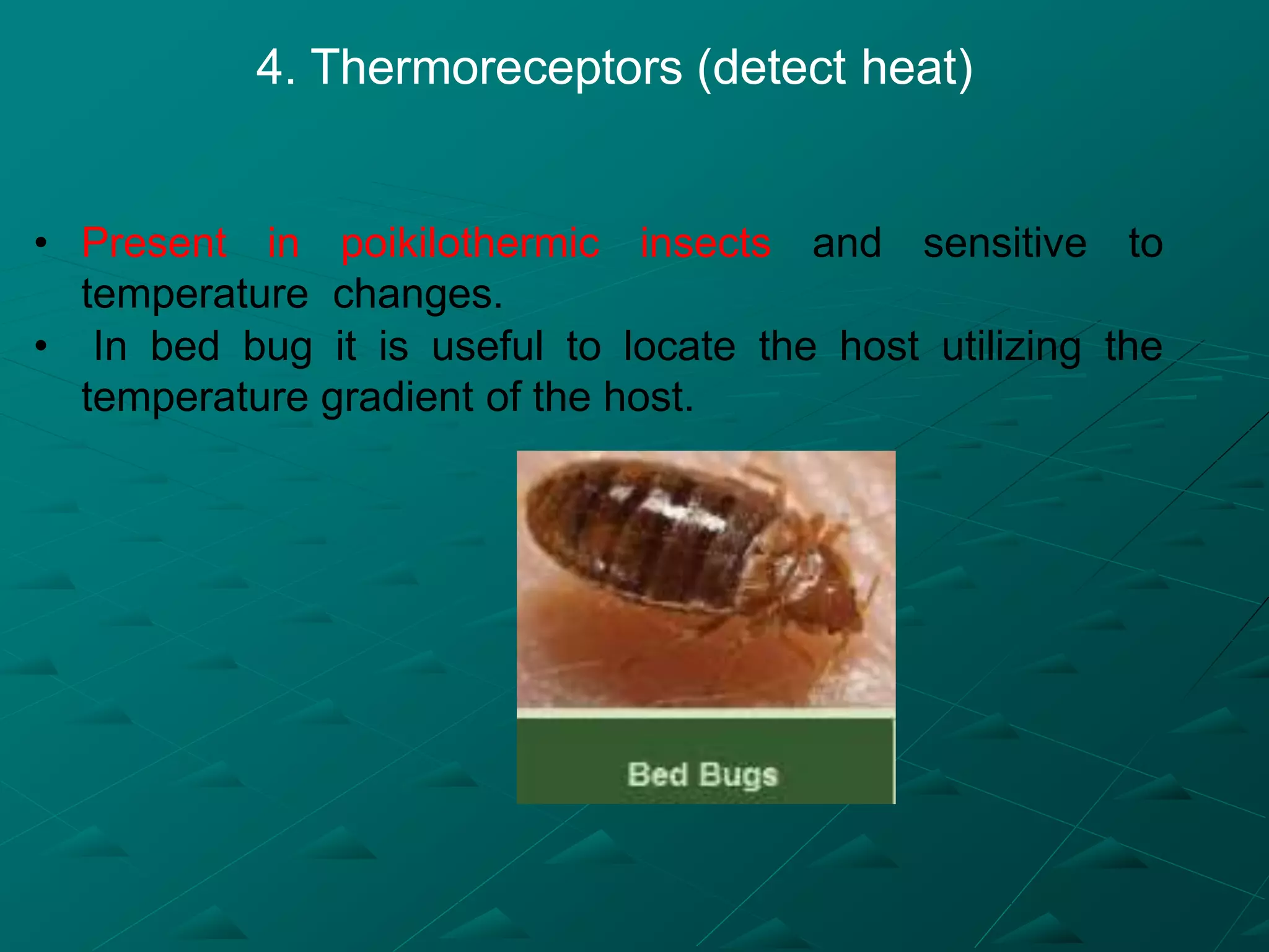 Lecture 18 - Insect Sense organs - Copy.ppt