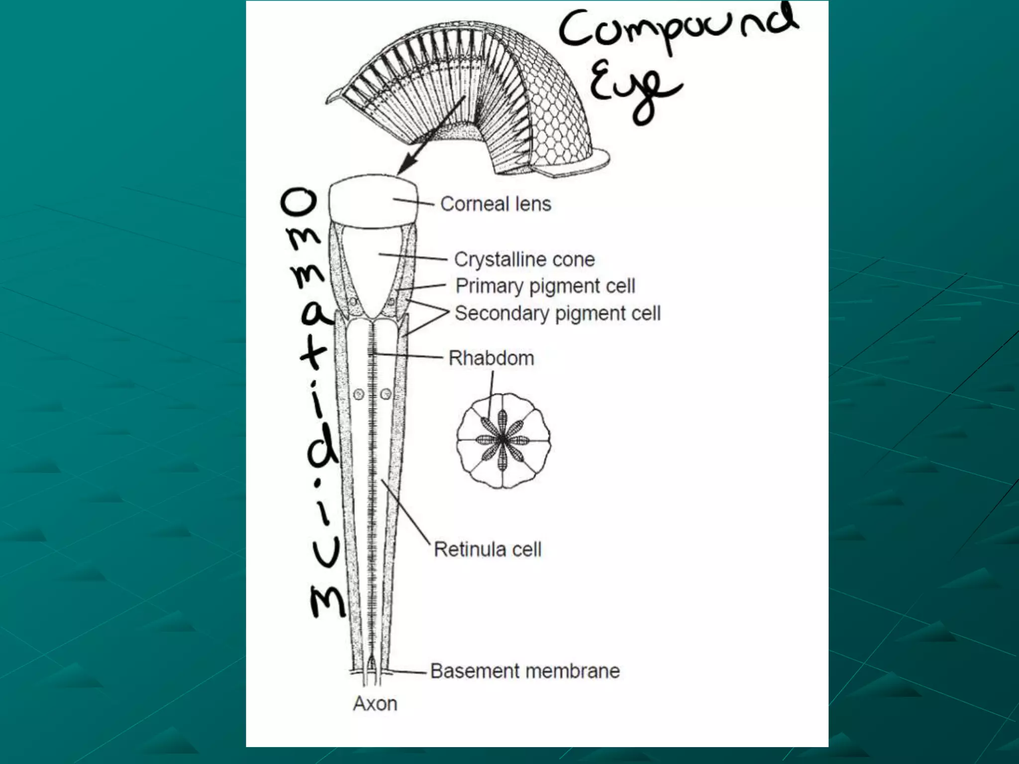 Lecture 18 - Insect Sense organs - Copy.ppt